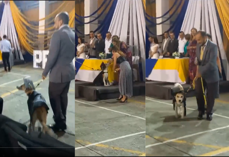 Así es como lomito logró graduarse de la escuela y recibir su diploma ...