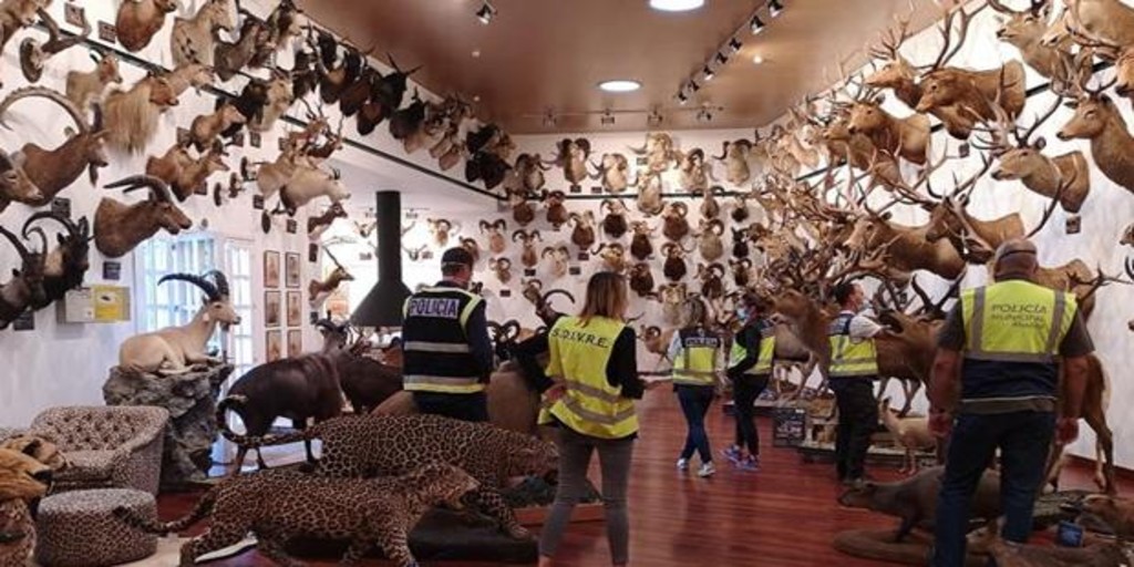 VIDEO |Coleccionaba animales disecados; tenía más de mil, en España ...