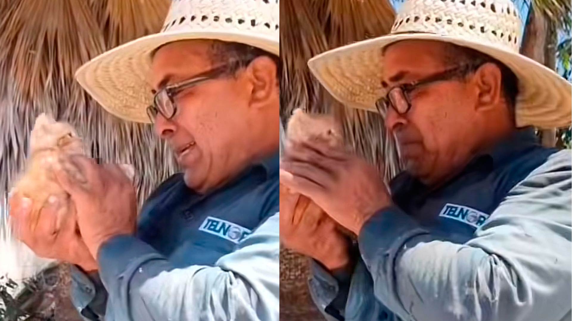 Hija regala a su padre un gatito idéntico al que tenía y así reaccionó ...