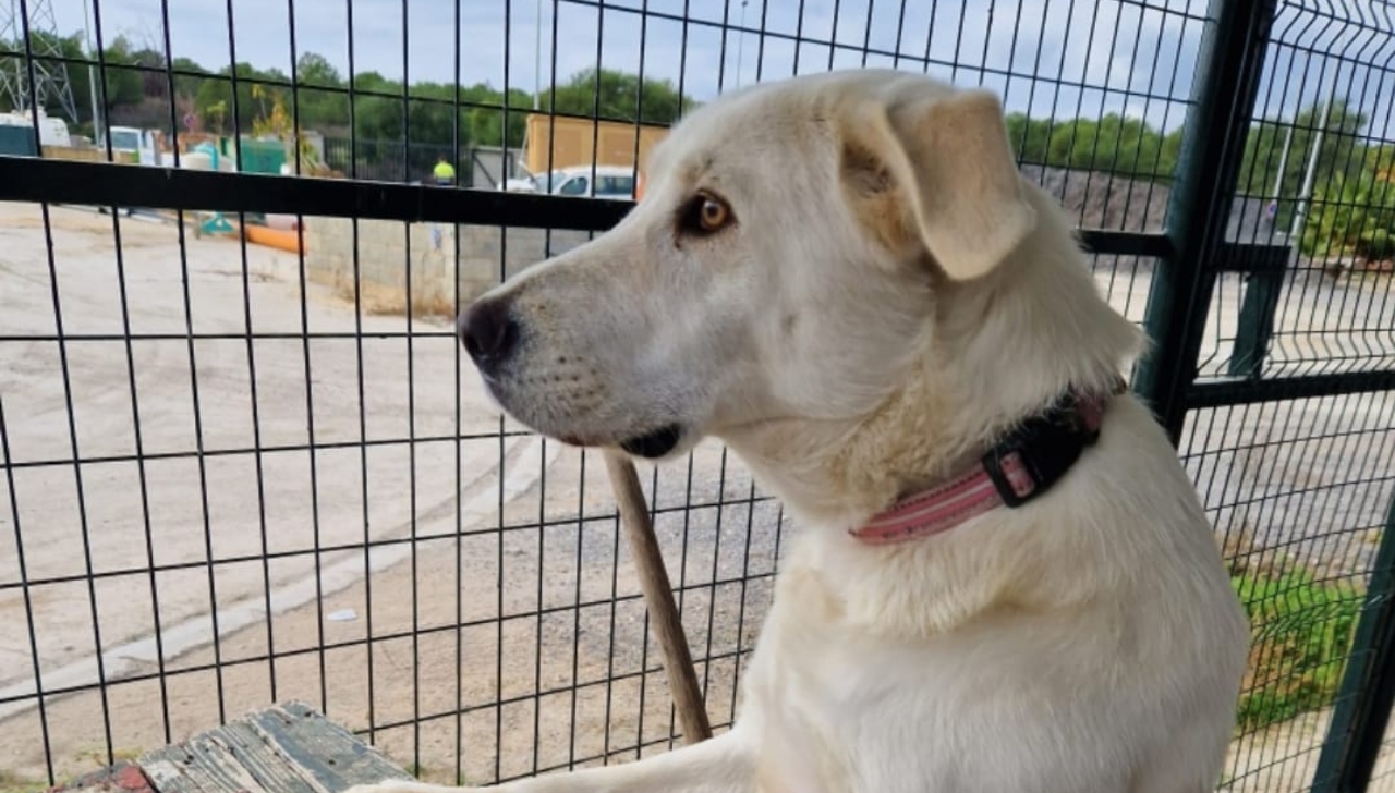 Lomito abandonado por sus humanos los perdona y espera todos los días ...