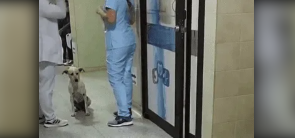 ¿Tienes un lomito fiel? Perrito espera a su humano afuera de hospital ...
