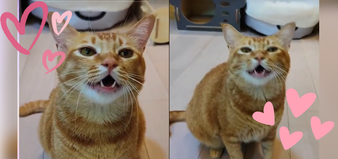 Michi estrella de pop: Gatito enamora al ser grabado mientras canta ...