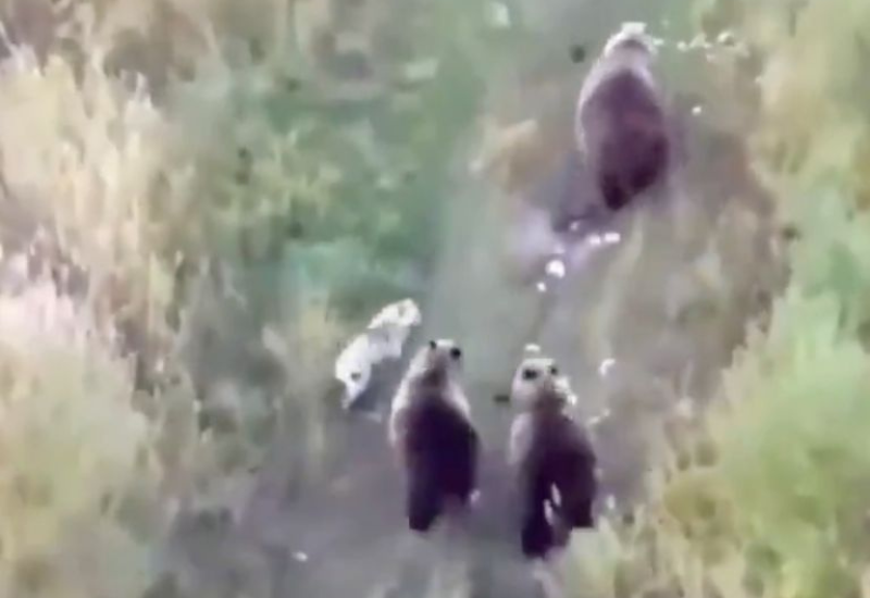VIDEO | Lomito se hace amigo de 3 osos salvajes; así fue como lo logró ...