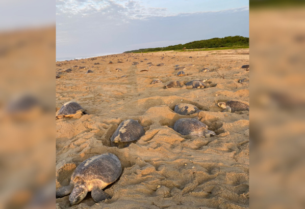 Más de 600 mil tortugas golfinas llegan a Playa Escobilla en Oaxaca ...