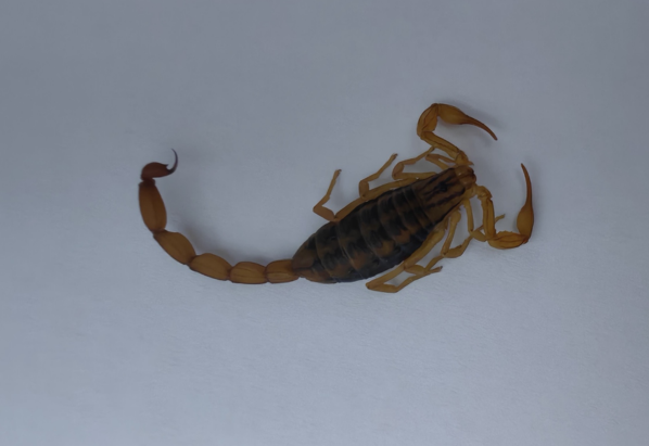 Tomar medidas para evitar la reproducción de alacranes en Oaxaca: SSO ...