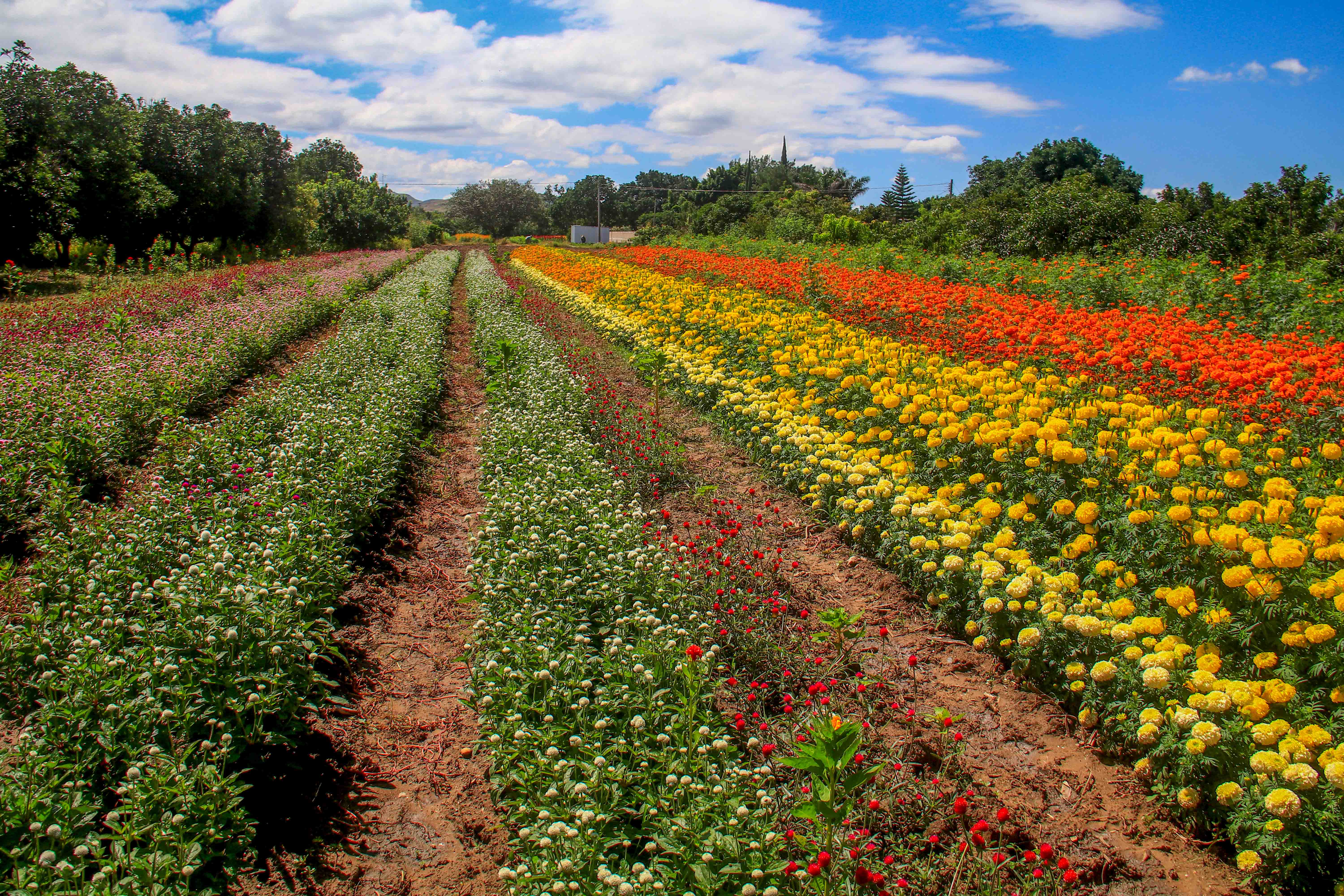 Felipe, el floricultor inventor de nuevos colores de flor de borla ...