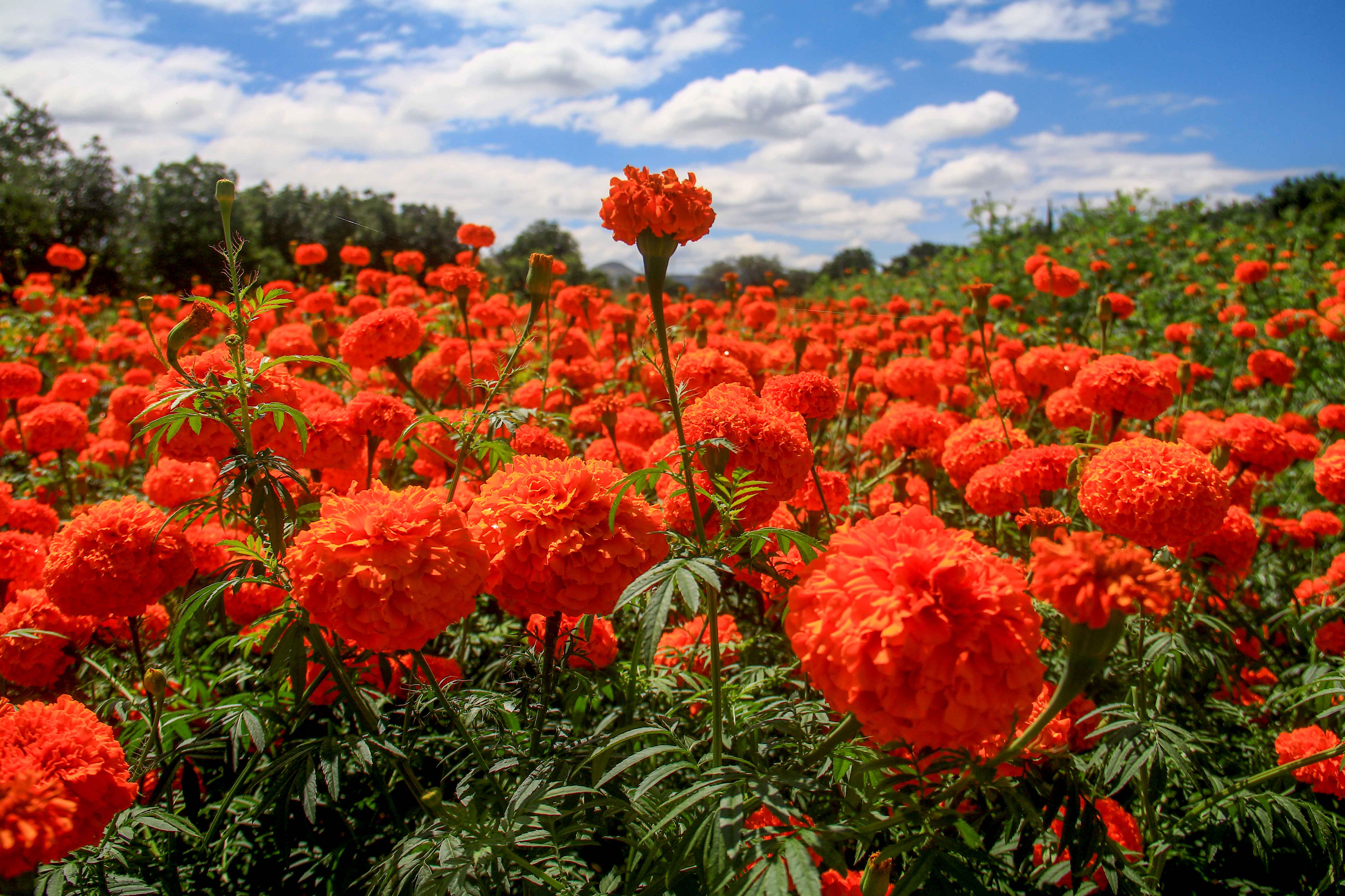 Felipe, el floricultor inventor de nuevos colores de flor de borla ...