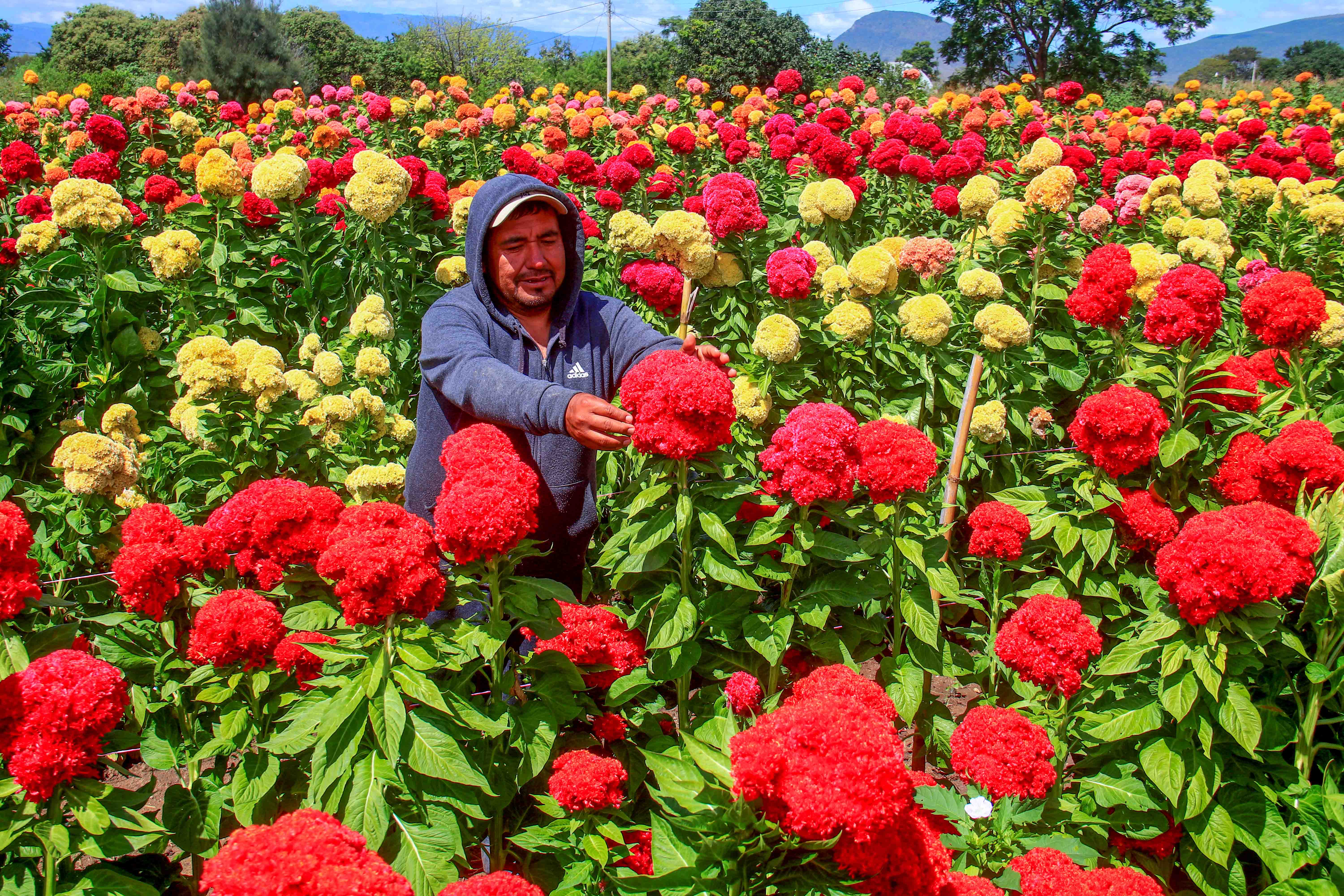 Felipe, el floricultor inventor de nuevos colores de flor de borla ...