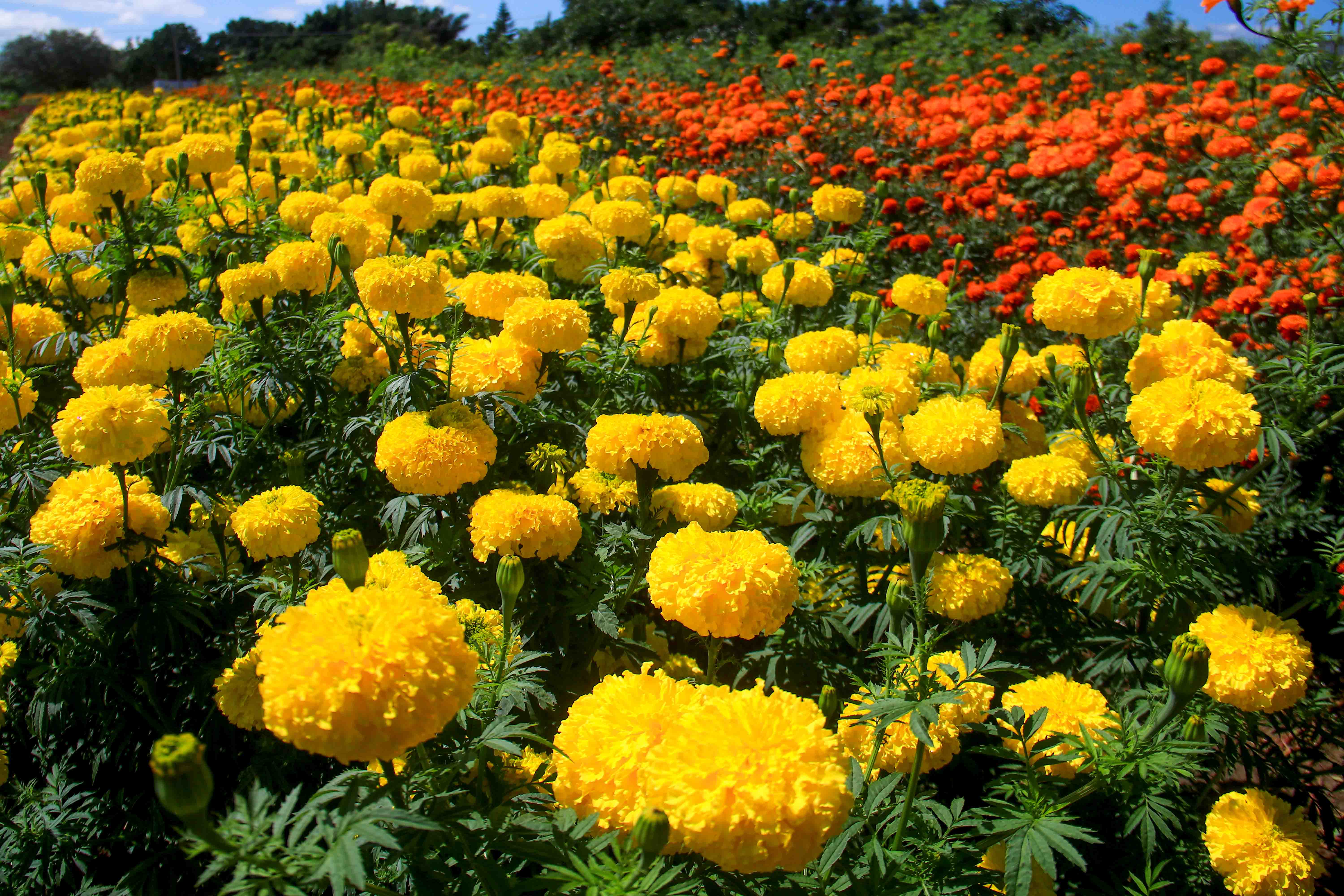 Felipe, el floricultor inventor de nuevos colores de flor de borla ...