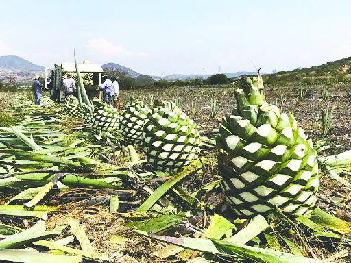 Espaterra: relanzan el mezcal espadín en Oaxaca | NVI Noticias