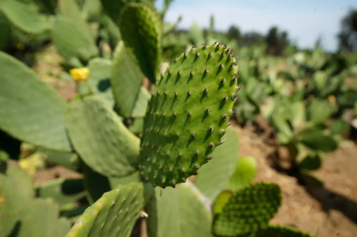 Nopal, el oro verde que alimenta a México | NVI Noticias