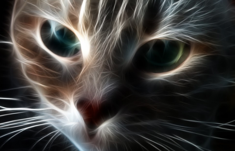 El misterioso gato con cuernos, en Londres | NVI Noticias