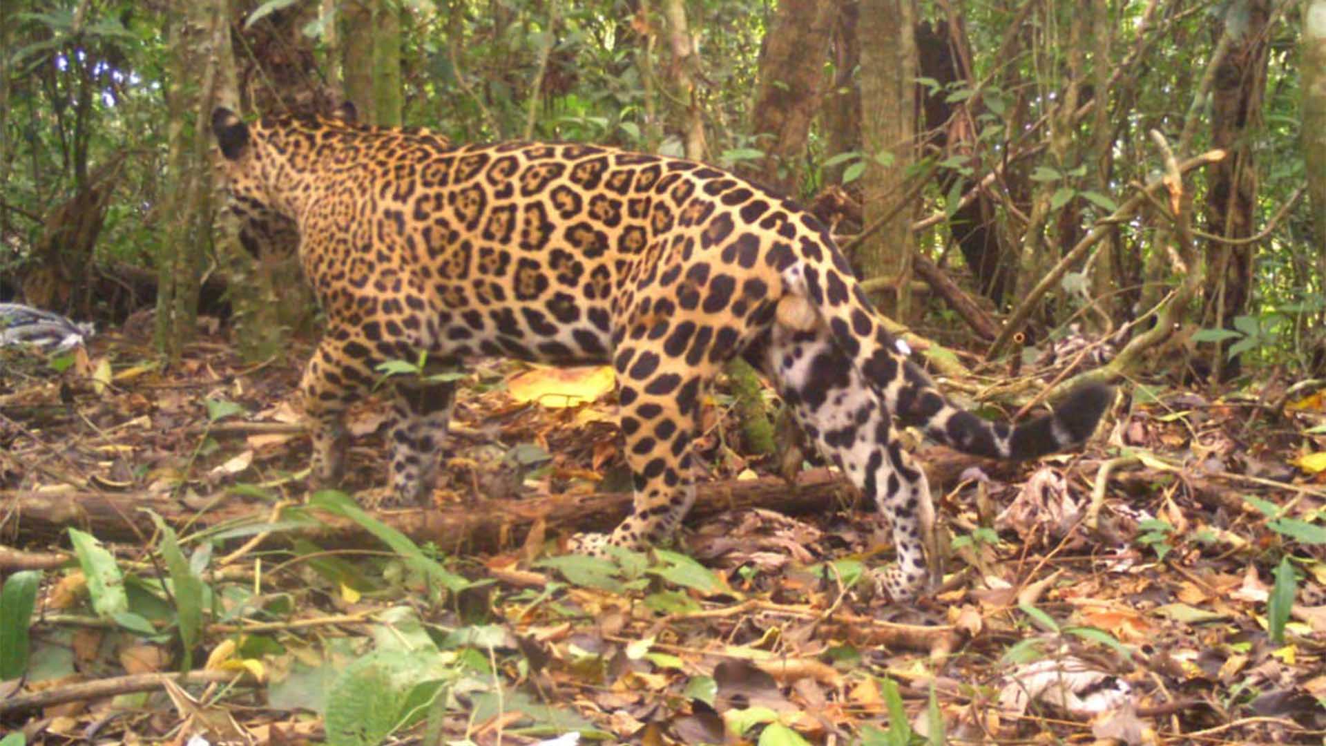 Es Chimalapas santuarios de felinos en Oaxaca | NVI Noticias