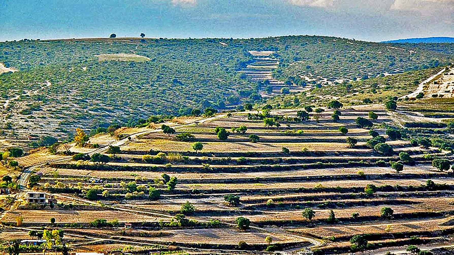 Bosque arrasado; destruyen 232 mil ha | NVI Noticias