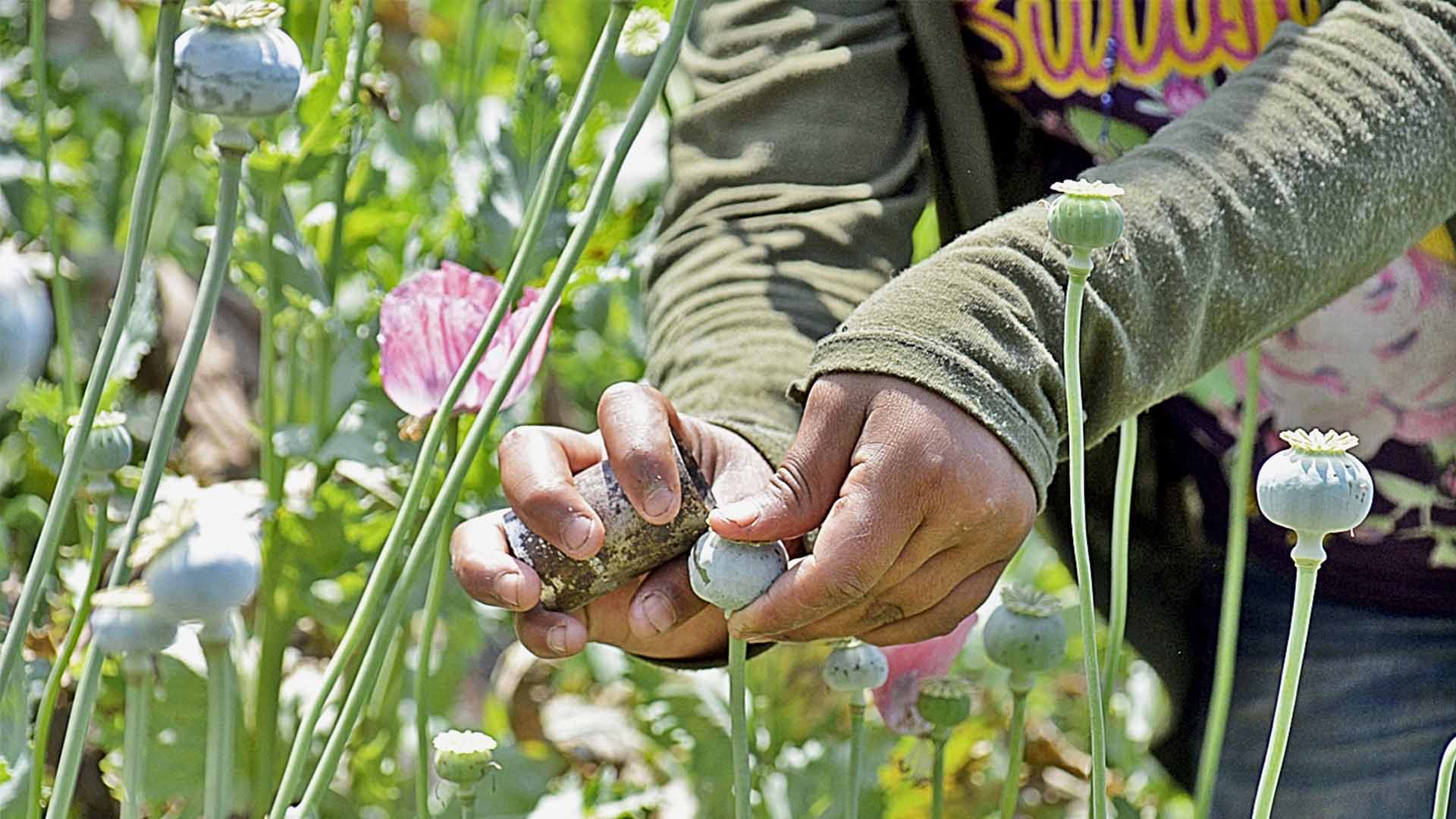 Disminuye destrucción de plantíos de Amapola | NVI Noticias