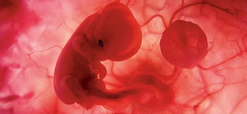 Crean en laboratorio modelos de embrión humano a partir de células de ...