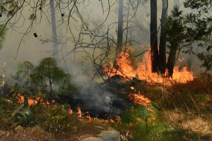 La Mixteca, foco rojo por incendios forestales, advierte CEPCO a ...