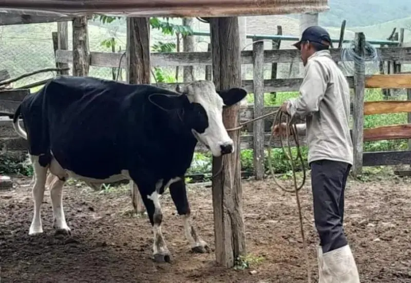 ¿Qué es la Nutri Leche si no es leche? Profeco lo revela | NVI Noticias